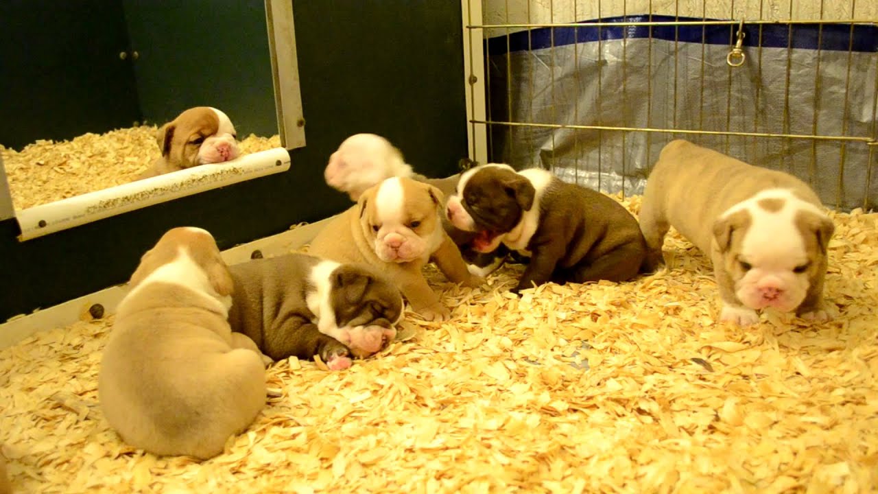 Anderson Olde English Bulldogge Puppies - YouTube