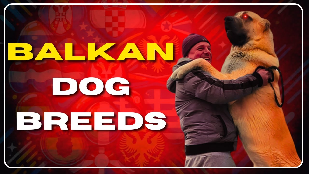 Top 10 Balkan Dog Breeds | Majestic & Powerful Guardians 🐕 | Top 5ology ...