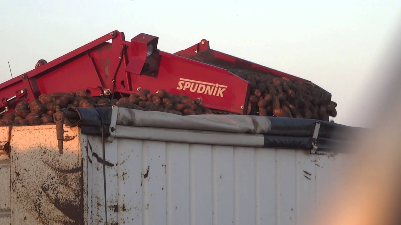Spudnik potato harvester loading trucks - YouTube