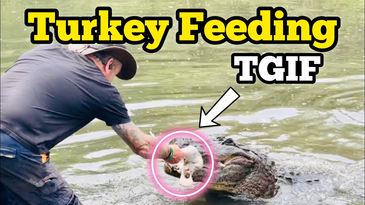 TGIF Giant Gator Attacks Turkey - YouTube