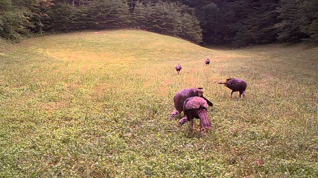 Turkey Flapping Wings - YouTube