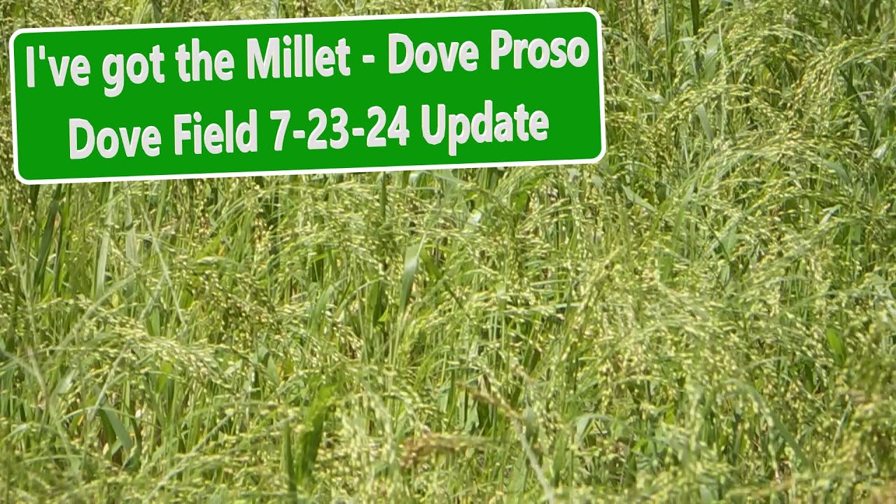 Dove Field Update July 23, 2024 - YouTube