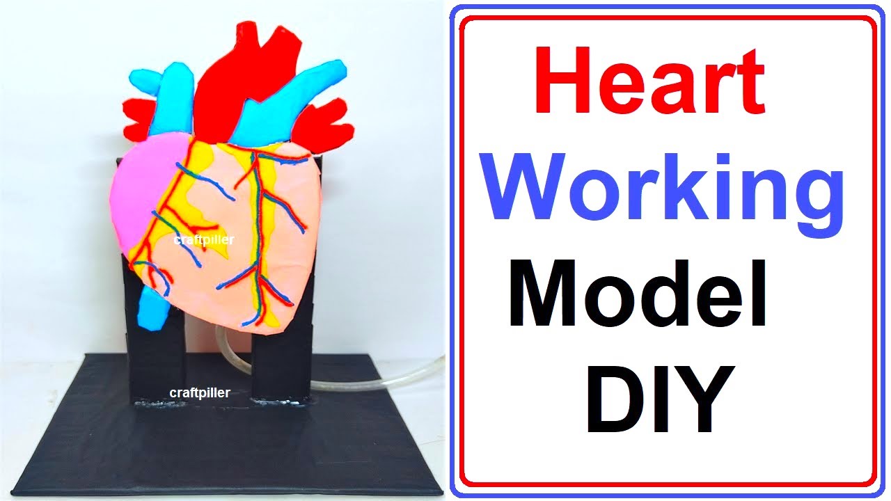 heart working model 3D | inspire award science project - diy ...