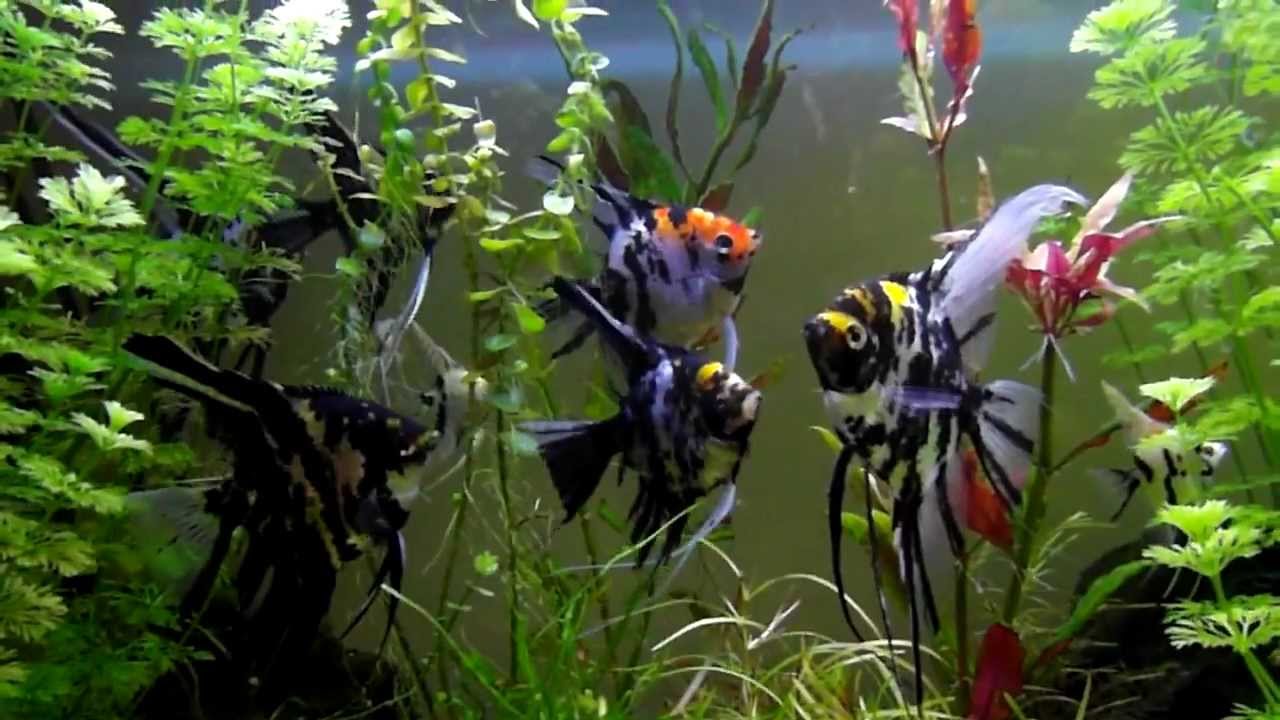 Angel Fish 300L Tank - YouTube