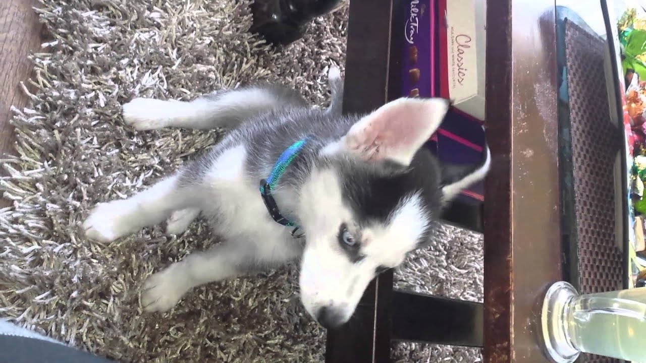 Siberian husky 4 months old howling - YouTube