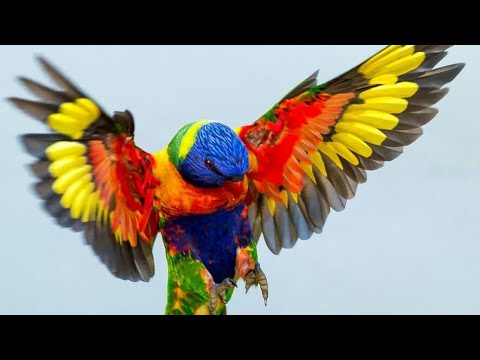 2022 Best Relaxing and Meditation Birds Chirping l Beauty of the Nature ...