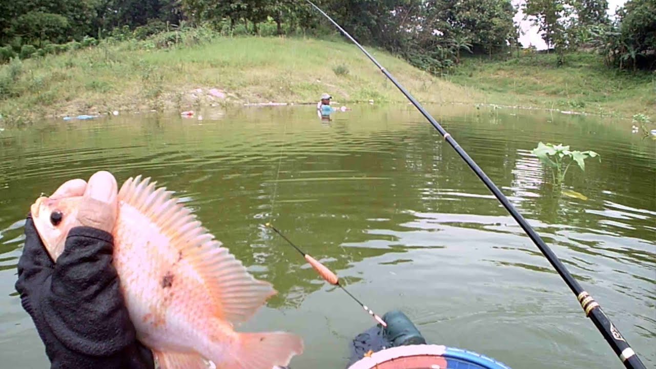 awal mula di sepelekan‼️ngasinan WKO ikan makan - YouTube