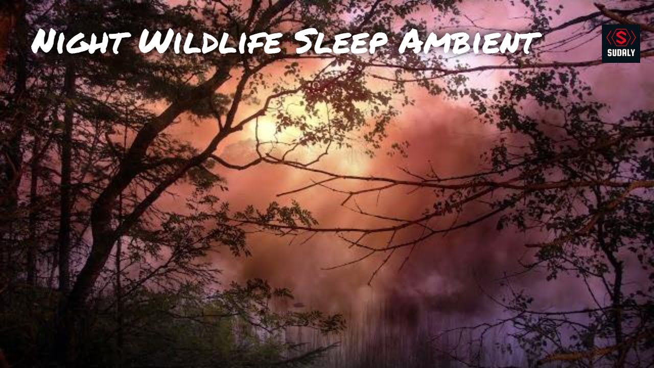 Night Ambient Sounds | Cricket Sounds Night Wildlife | Sleep, and ...
