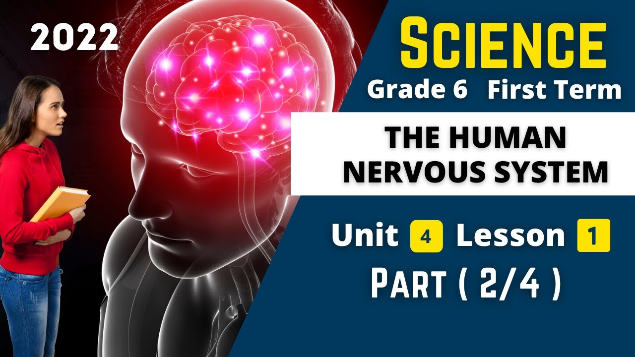 SCIENCE | Grade 6 | The Human nervous system #2 | Unit 4 - Lesson 1 ...
