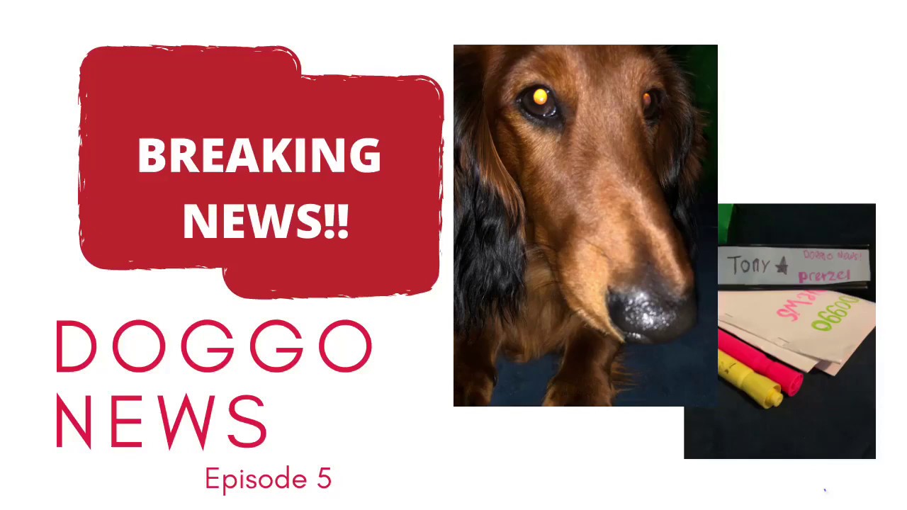 Doggo News Episode 5 - YouTube