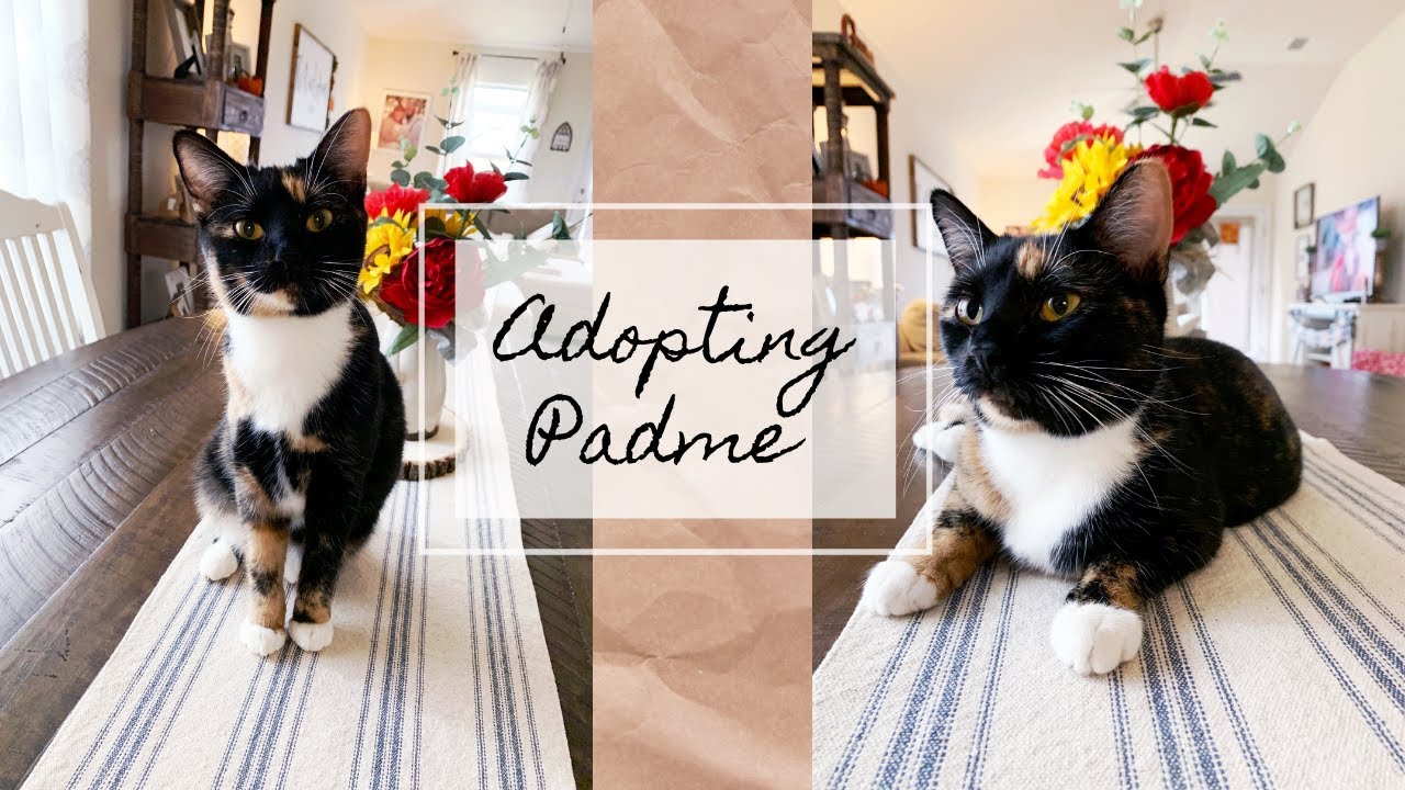Adopting a Special Needs Shelter Cat | Padme's Story | Holly Rawls ...
