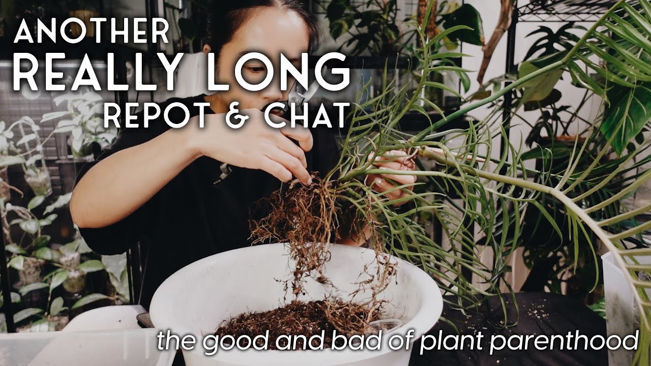 2.5 hrs of repot & chat #11 / repotting some of my fave plants - the good + bad of plant ...
