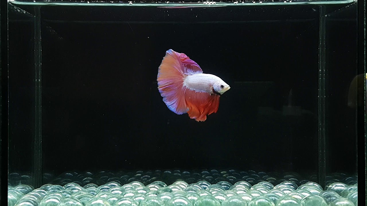 Male Betta : JA162 Royal Pink Pastel HM Premium Grade - YouTube