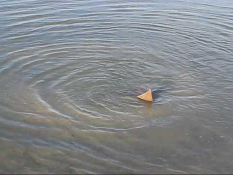 Cownose Ray Feeding Behavior - YouTube