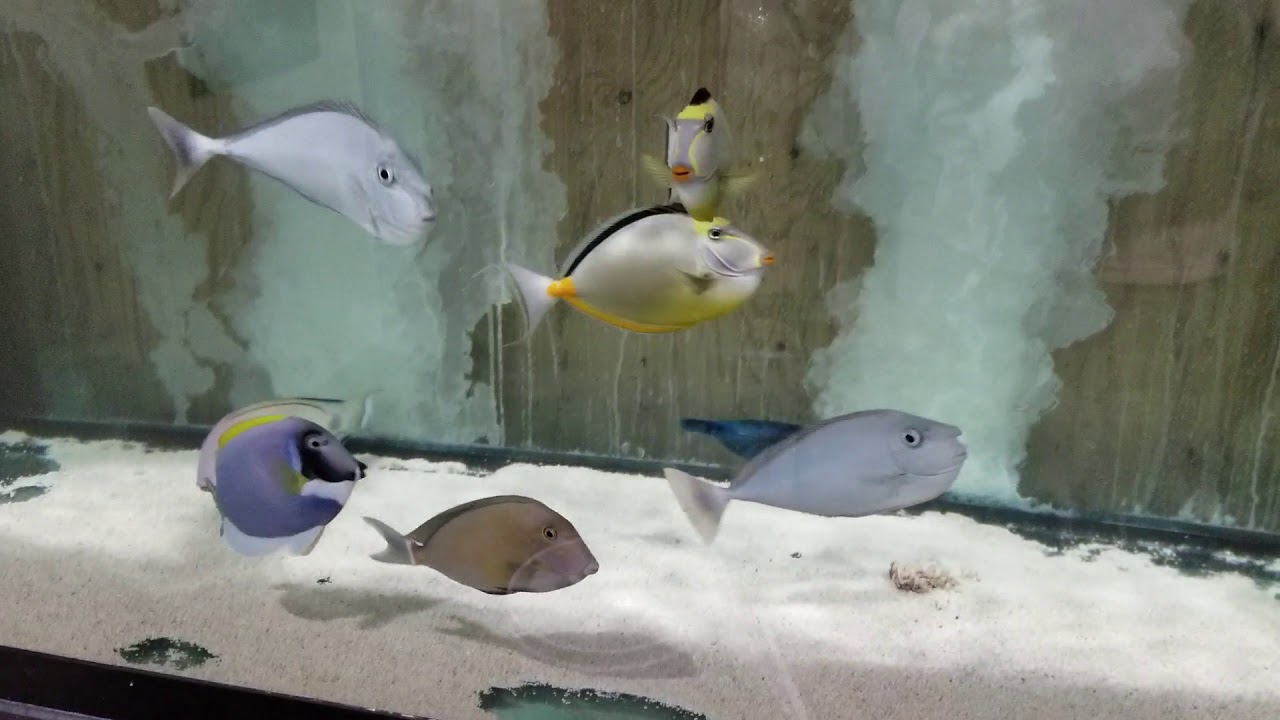 Marine fish - the Reef Corner - YouTube