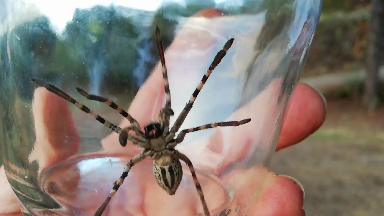 Tarantula mediterranea. (licosa hispánica). - YouTube