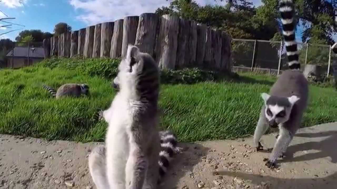 Longleat Safari Lemur Walk - YouTube