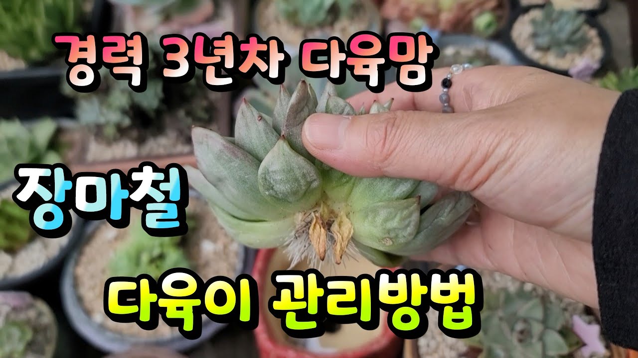 경력 3년차 다육맘 장마철 다육이 관리방법 뽄쟁이다육 다육하우스 다육이키우기 다육식물 다육이 Youtube