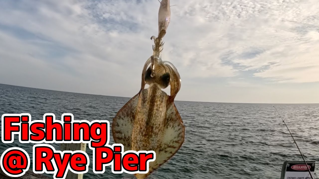 Fun fishing day at Rye Pier - King George Whiting, Flathead, Pinky, Squid and Banjo Shark! - YouTube