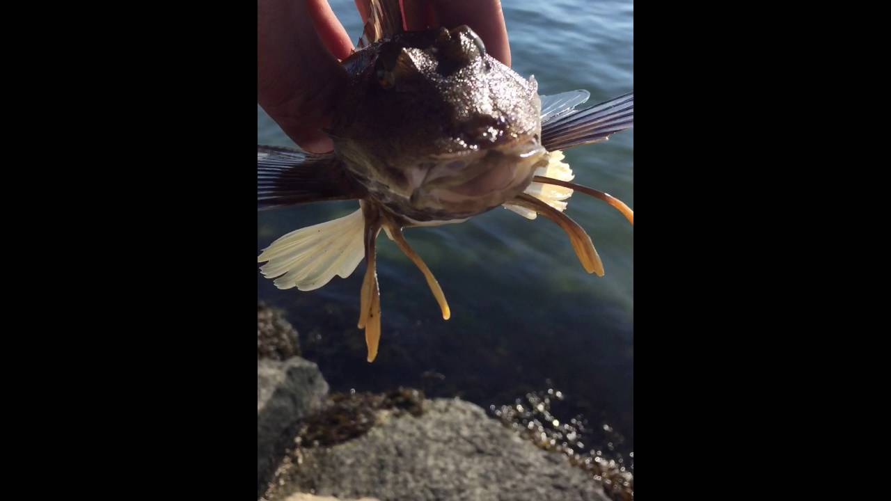 Barking Sea Robin on Cape Cod MA - YouTube