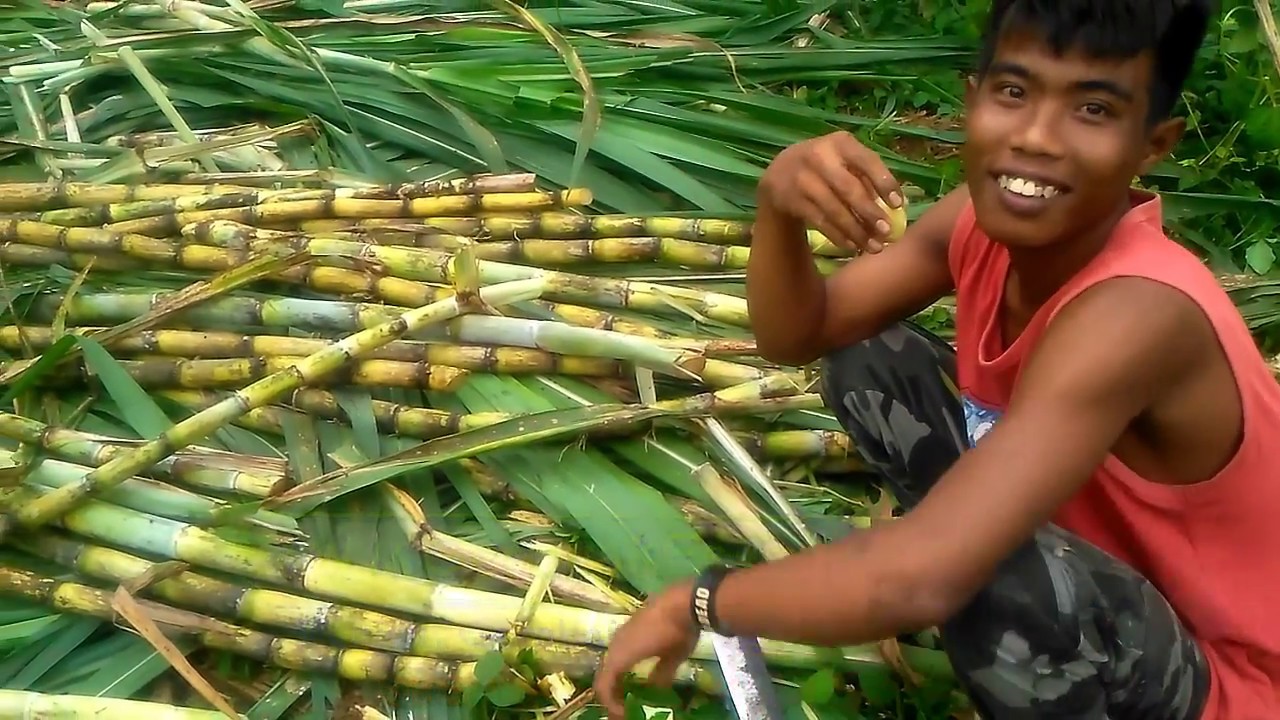 MANTAP ..! Makan Tebu Hijau Manis dan Segarnya Menyegarkan - YouTube