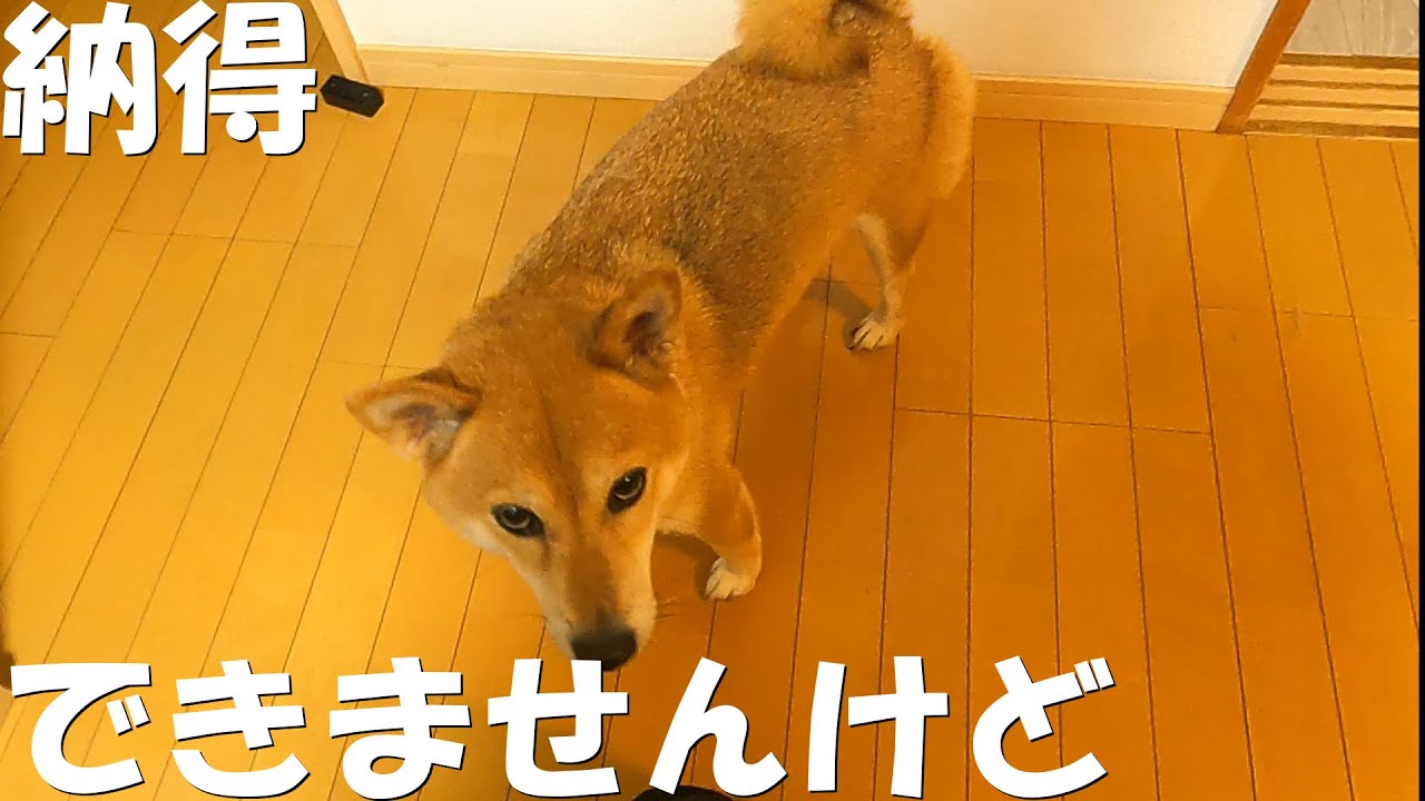 【Shiba Inu Momiji】テレビを観ながらマッサージをしてくれるパパと もっとちゃんとやってちょうだいという柴犬もみじ - YouTube