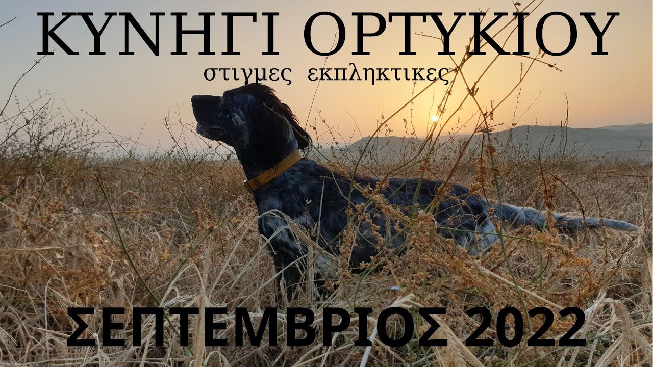 ΚΥΝΗΓΙ ΟΡΤΥΚΙΟΥ στιγμες εκπληκτικες ΣΕΠΤΕΜΒΡΙΟΣ 2022-QUAIL HUNTING ...