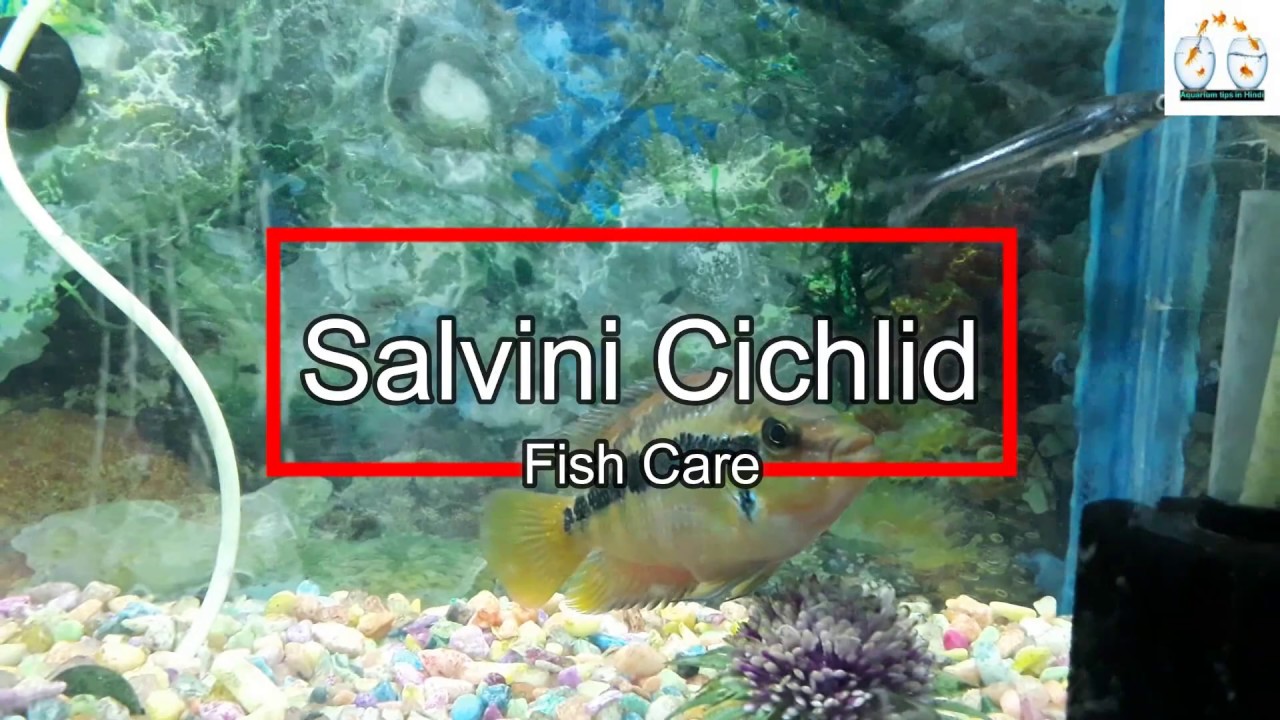 Salvini Cichlid fish Care || How to care Salvini Cichlid fish ? - YouTube