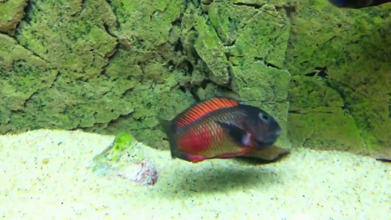 Tropheus sp. red Moliro courting, brooding & larvae incubation - PISCES ...