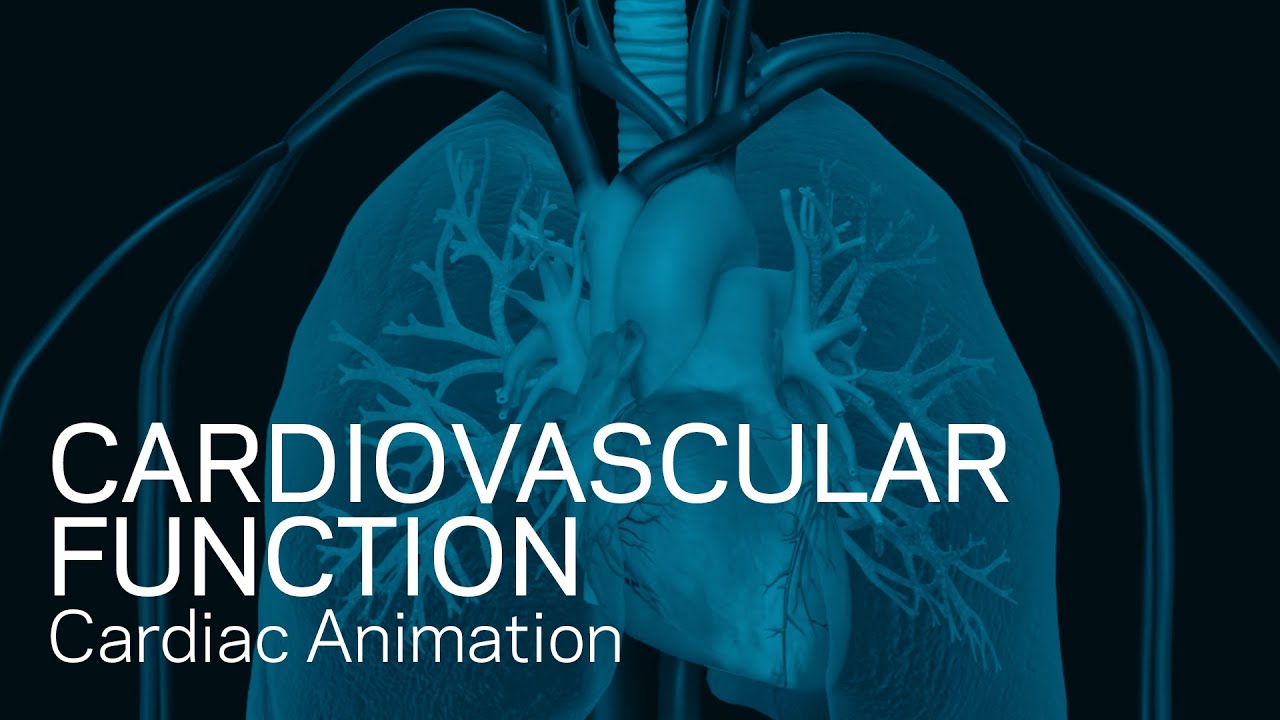 Cardiovascular Function - Cardiac Animation - YouTube