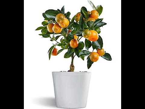 CUIDADOS DEL CALAMONDIN O CALAMONDINO - YouTube