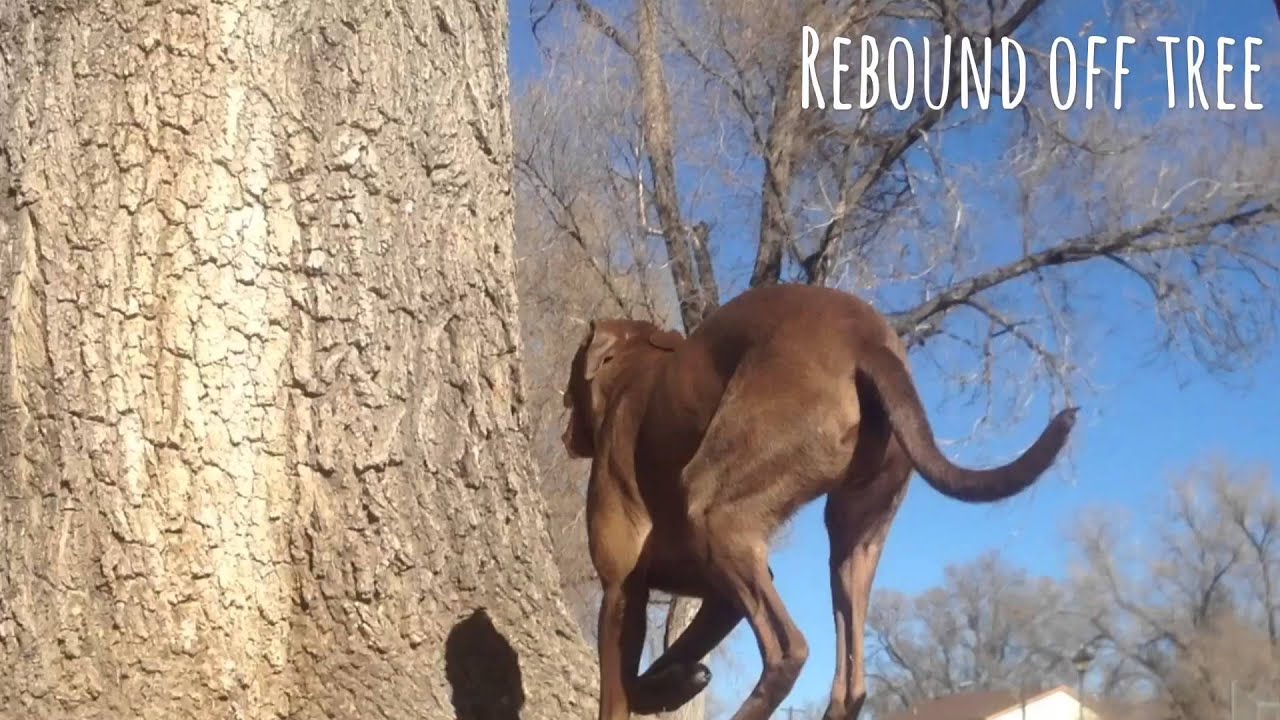 Service Dog Colt - YouTube