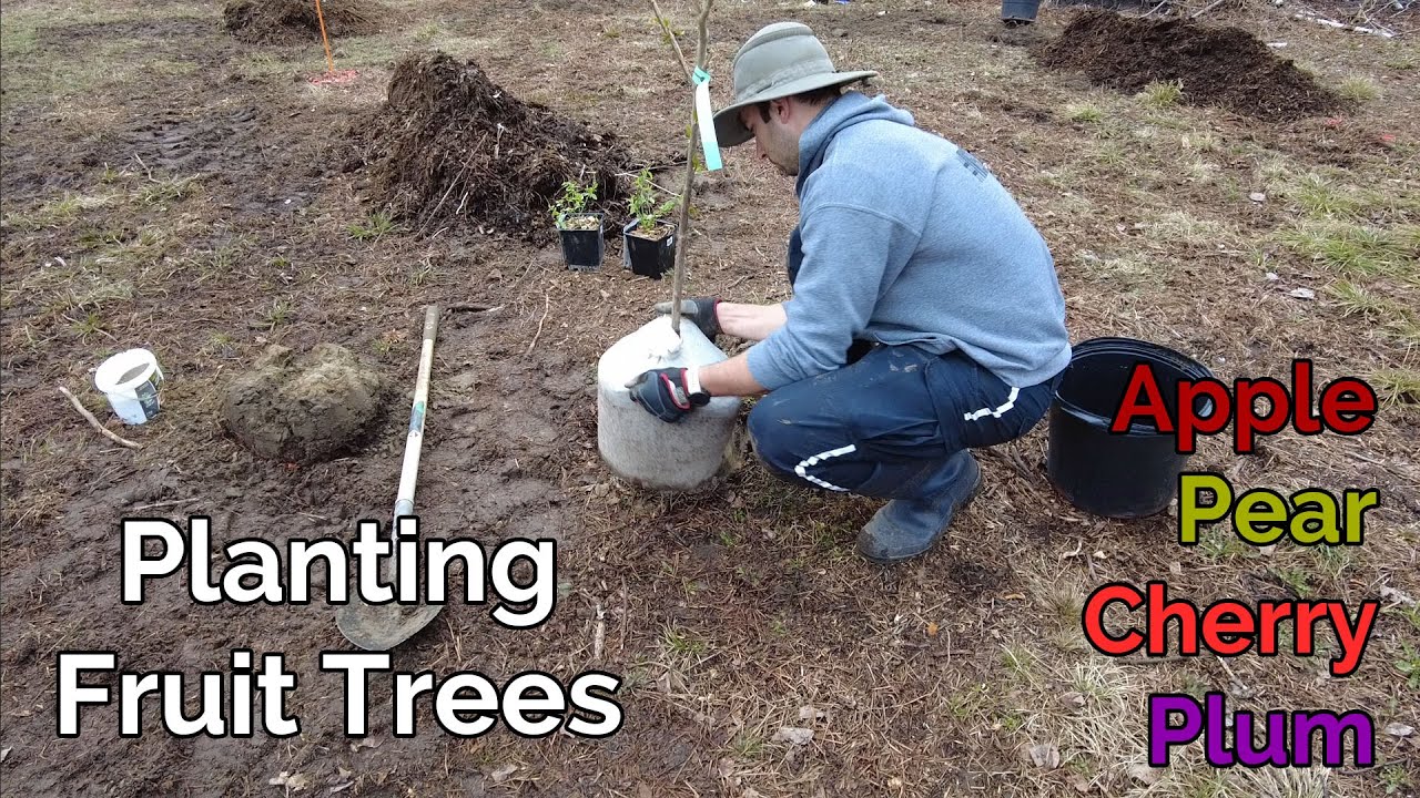 Planting Our First Ever Fruit Trees! | Starting a Permaculture Orchard ...
