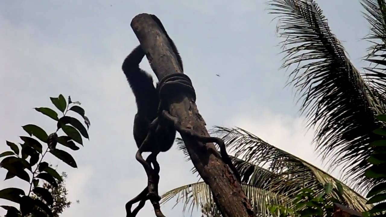 Gibbon monkey singing - YouTube
