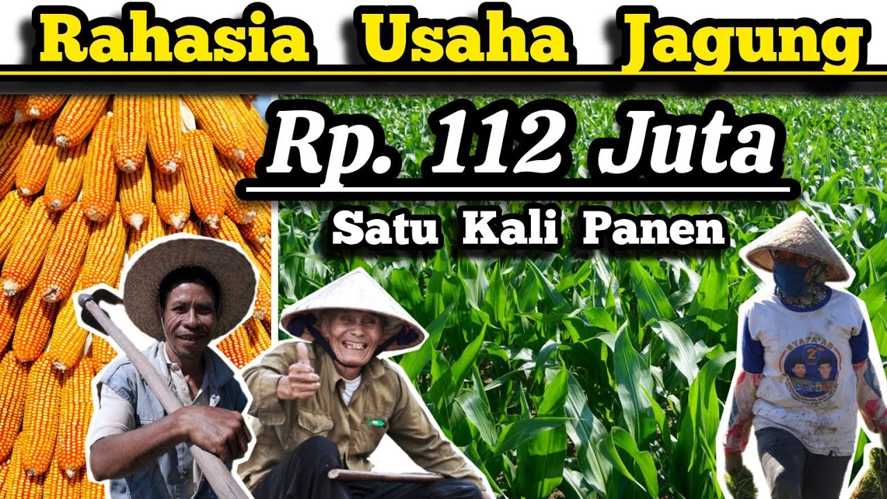 💸 Untung Rp.112 Juta Satu Kali Panen 🌽 Hitungan Usaha Bisnis Budidaya Jagung Hibrida Lahan 1 ...