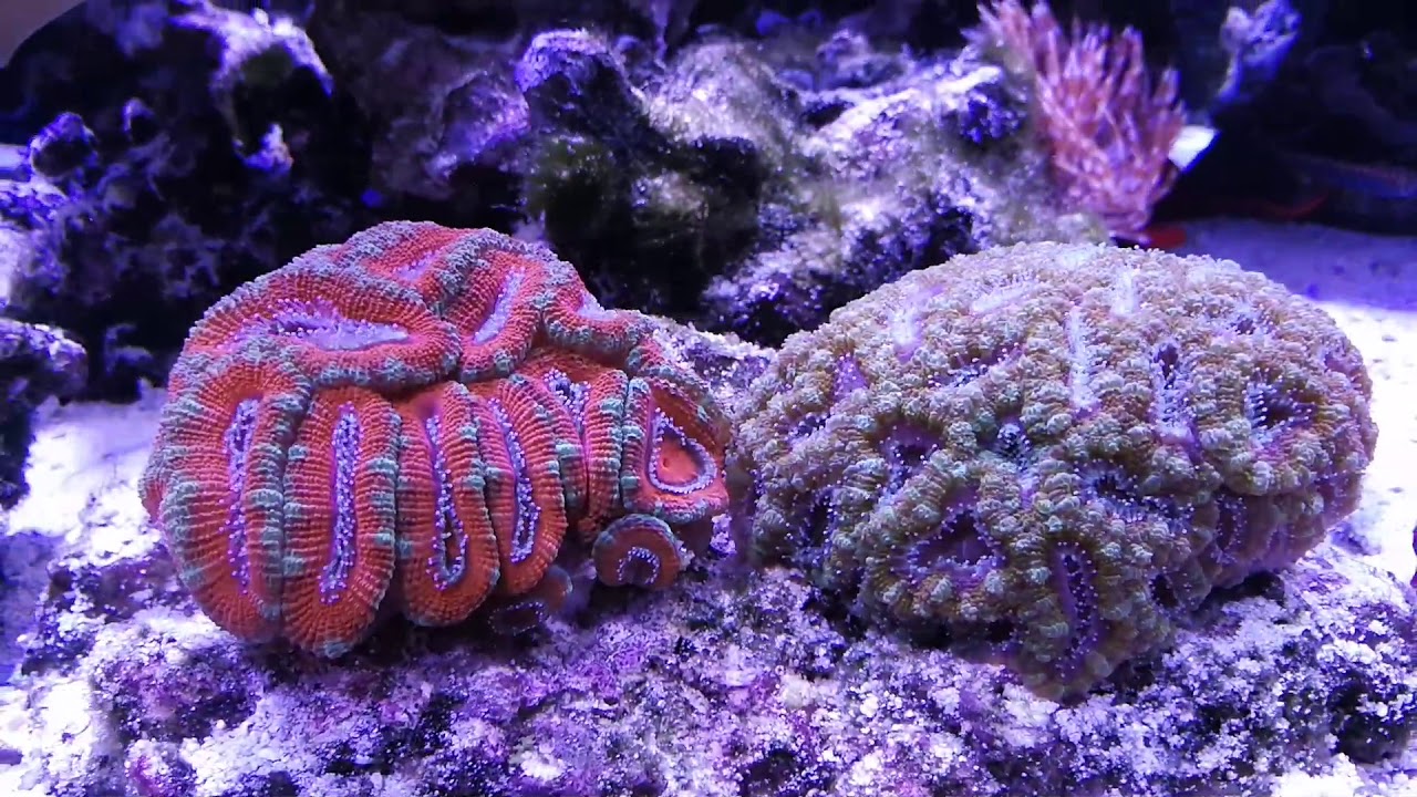 Wrasse only reef tank with 9 Wrasses - part 2 - YouTube
