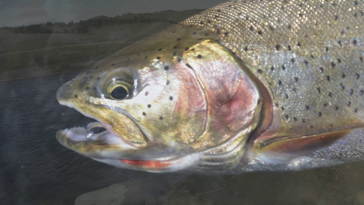 NICK FLY FISHING - DREAM STREAM COLORADO - SEPT 2016 - YouTube
