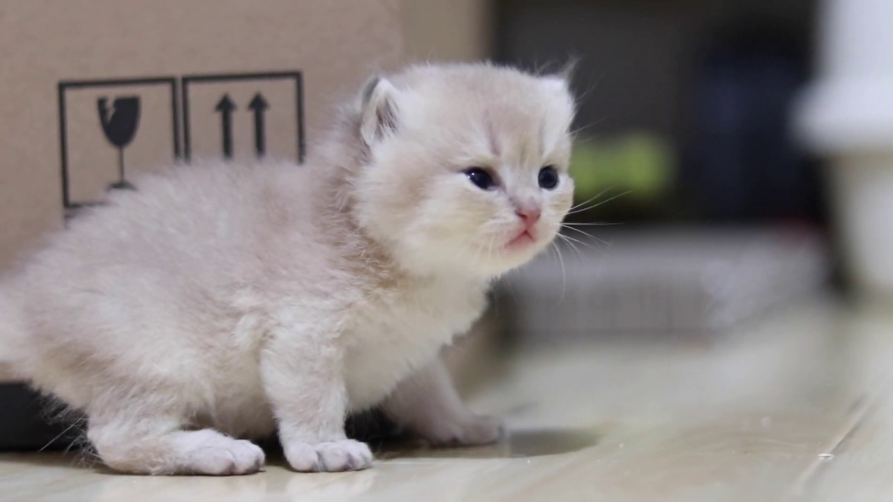 British Shorthair - It is coming like a tiger king - YouTube
