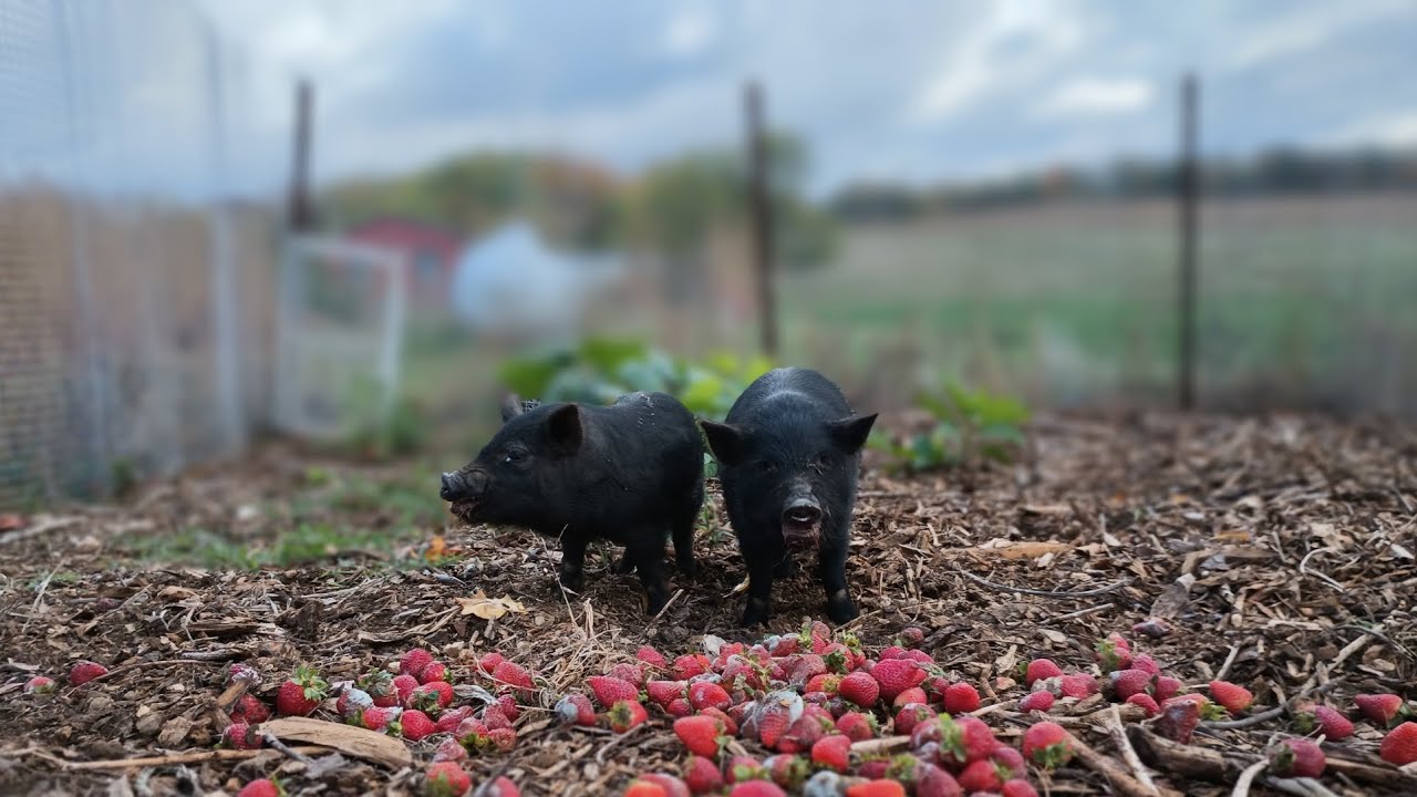 And Then We Got Pigs... - YouTube