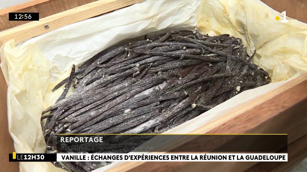 Culture de la vanille : des producteurs guadeloupéens découvrent le ...