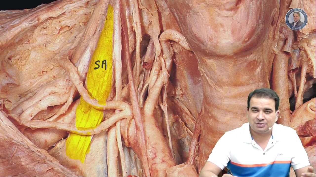 Deep Structures of the Neck - NEET PG/AIIMS Anatomy - YouTube