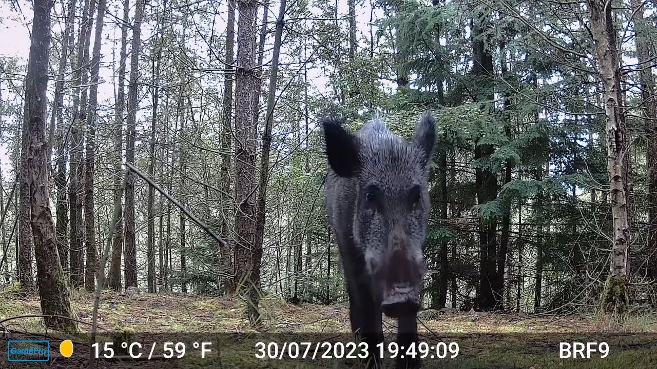 Female Wild Boar Inspects Camera - Forest Of Dean - YouTube