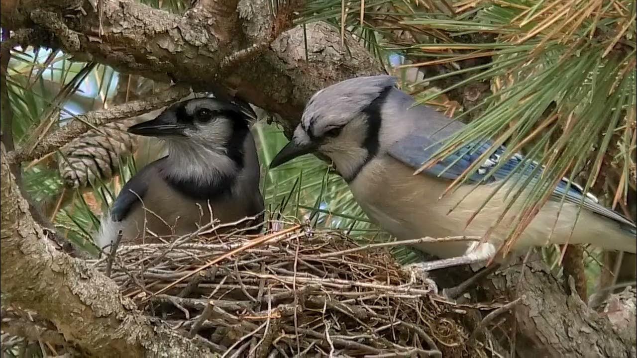Bluejay Nest - YouTube