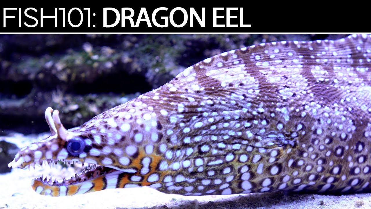 FISH 101: Caring for a Dragon Eel - YouTube