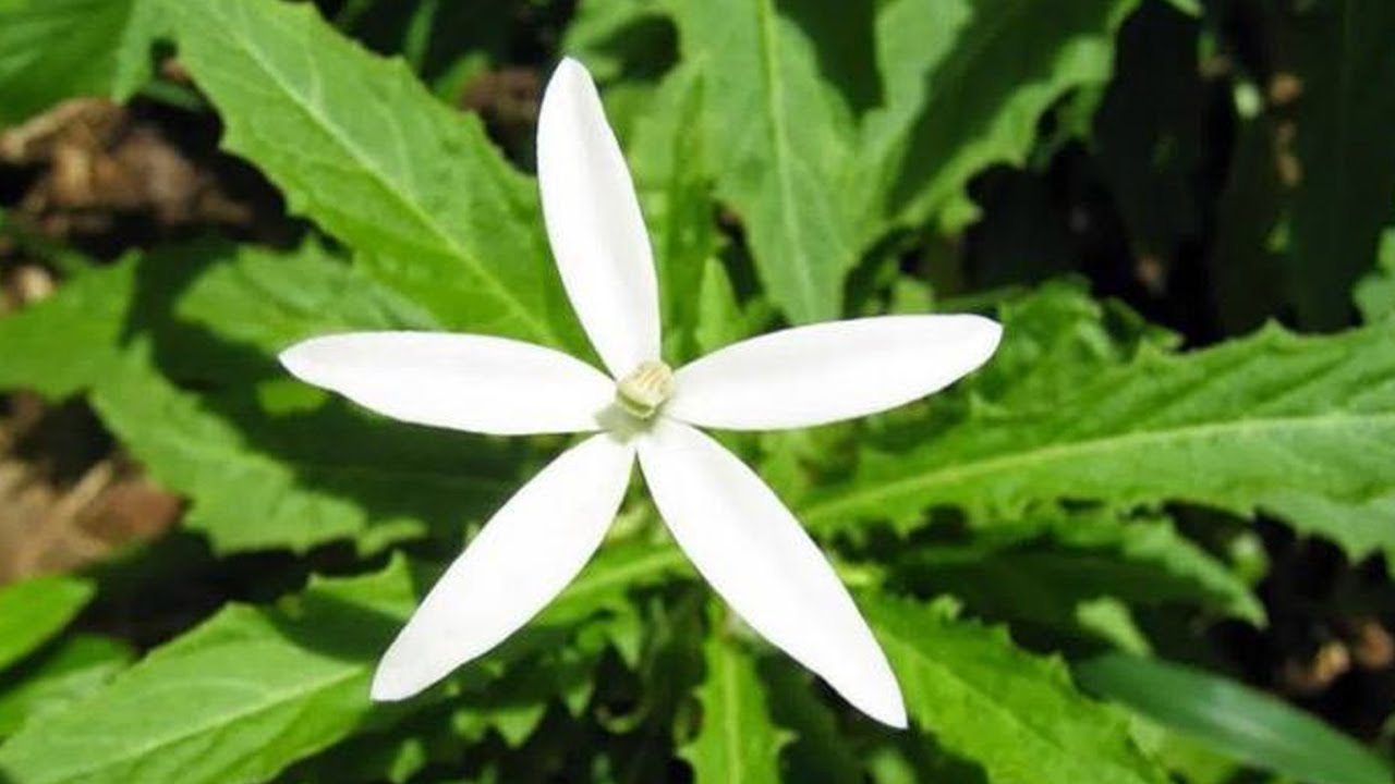 Bunga Kitolod Dan Manfaatnya Yang Jarang Diketahui Orang - YouTube