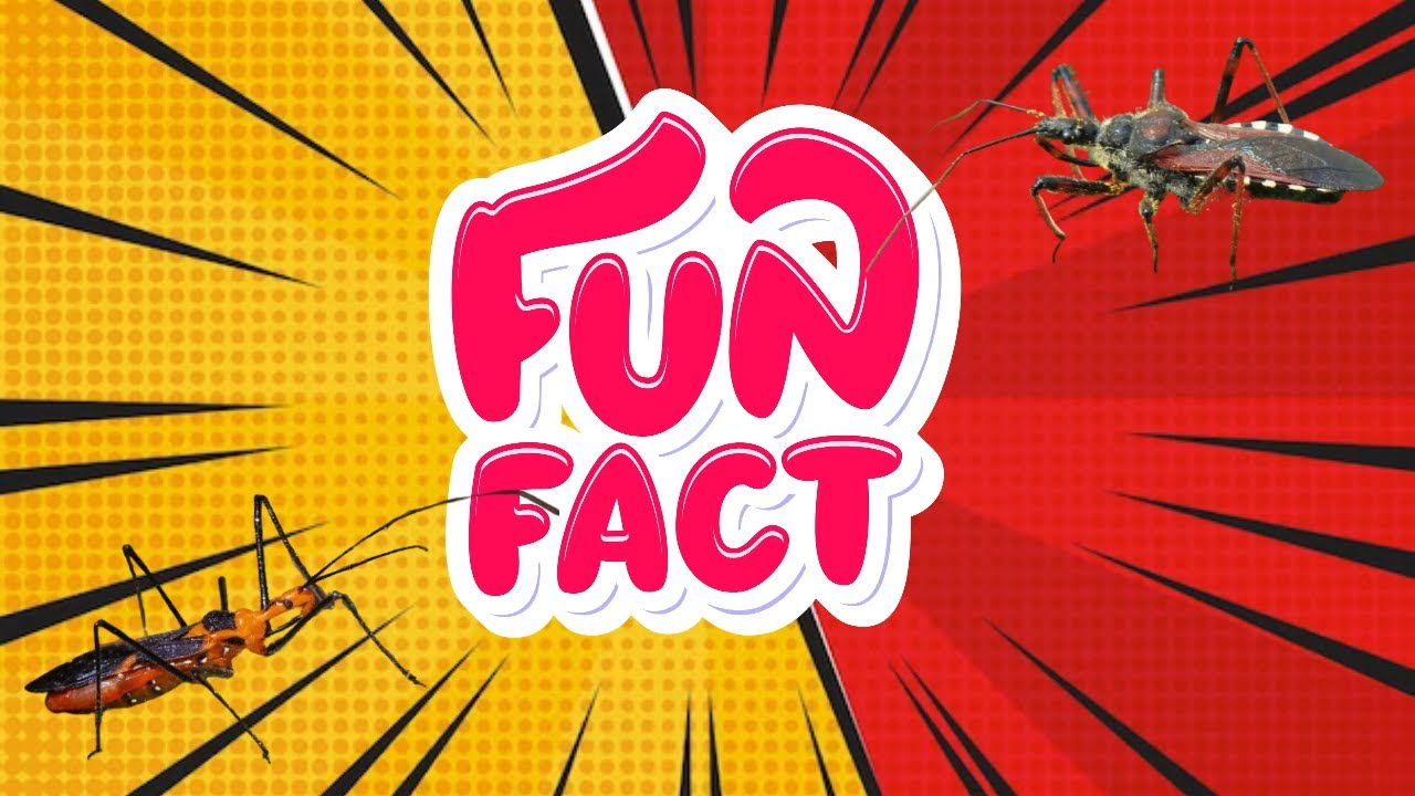 10 Facts About Assassin Bugs - YouTube