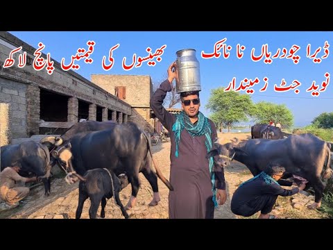 Dera Chaudhary Na Naik Naved Jatt Zamindar|| Chakswari - YouTube