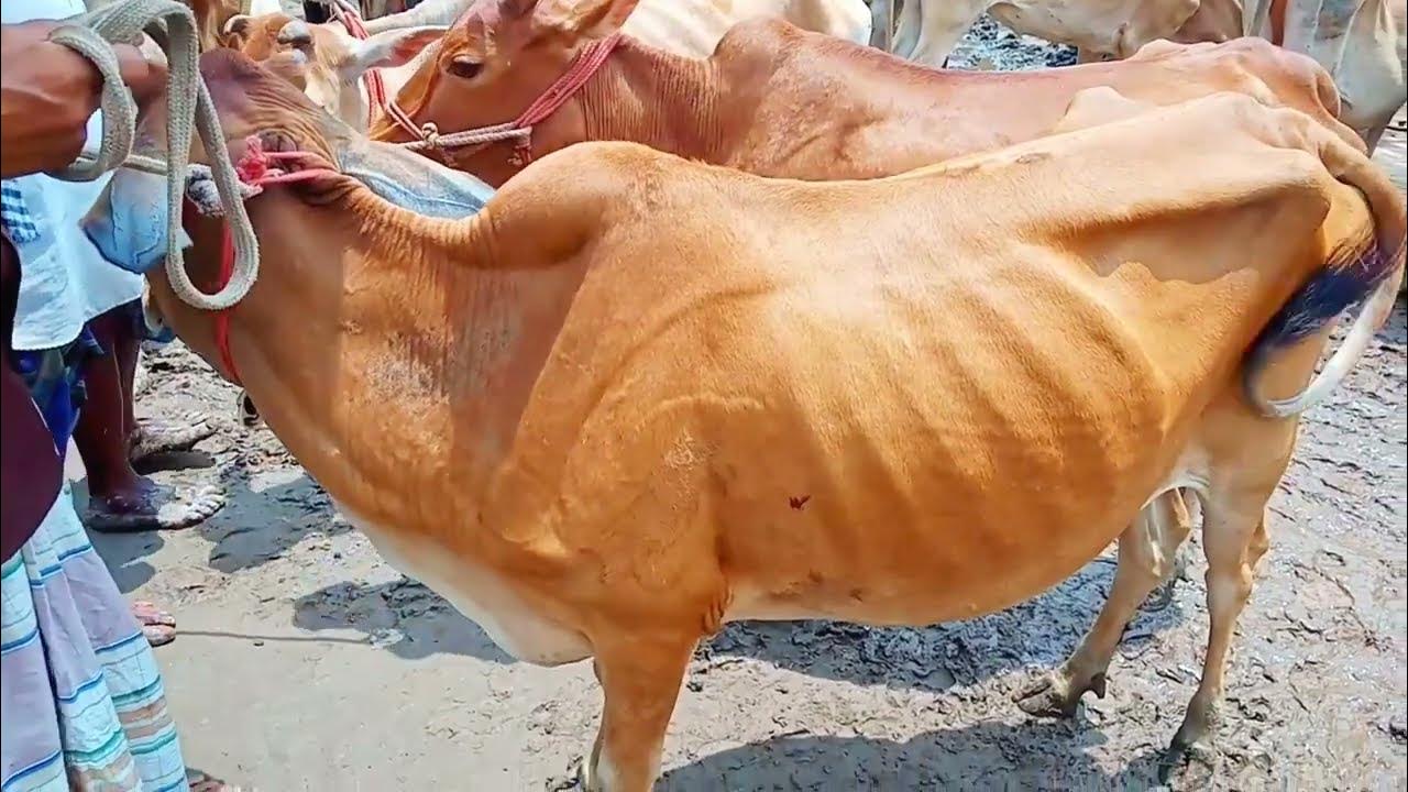 আজ ৮ আগষ্ট ২০২৩ | শুকনো হাড্ডিসার গরুর দাম জানুন | শুকনো গাই গরুর ...
