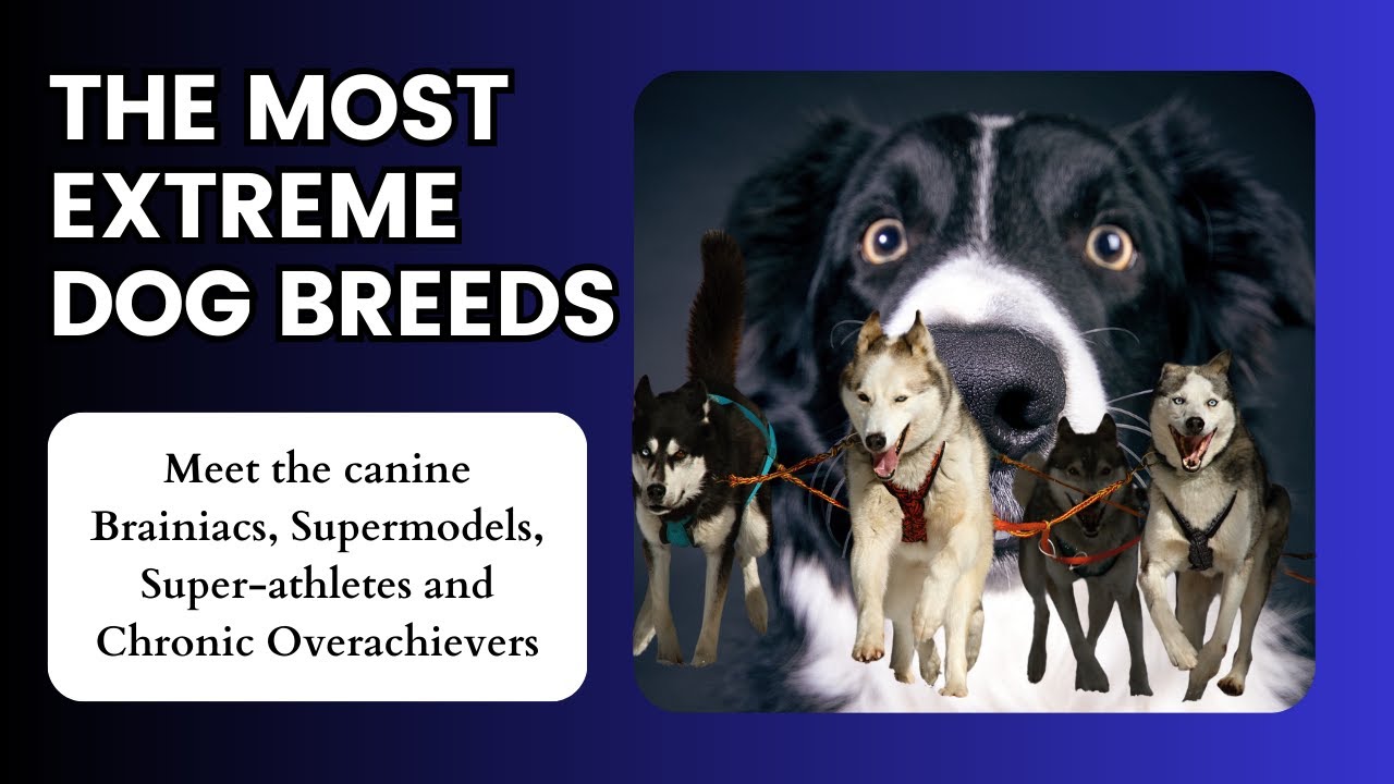 Most Extreme Dog Breeds; Super-athletes, brainiacs, ballerinas ...