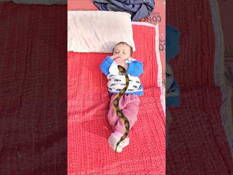 chandniya (Lori Lori) 😭 #shorts #shortsvideo #status #viralshort #viralvideo